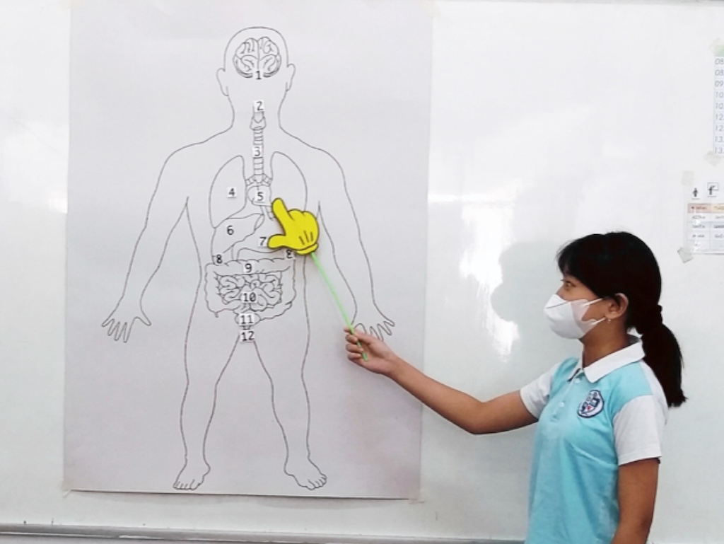 Primary 6 : Identifying The Position of Major Organs in The Body ...