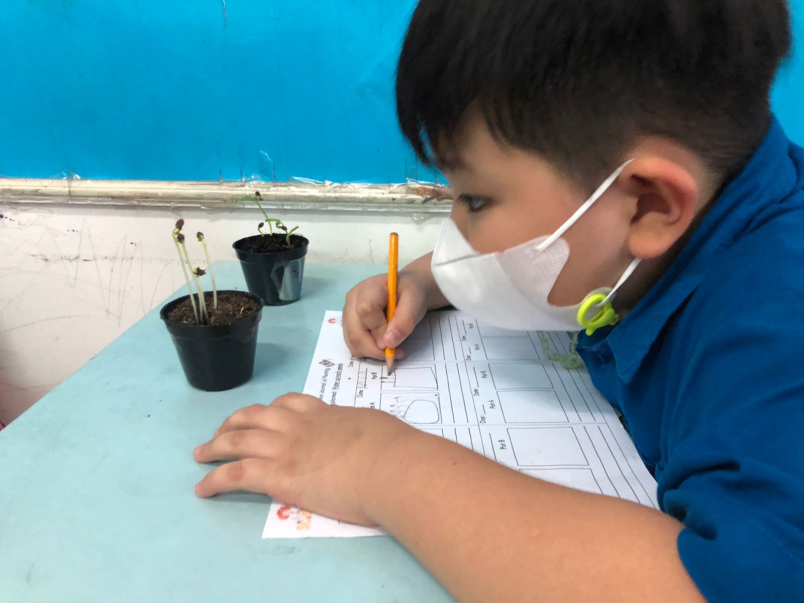 Primary 1 - Science : Growing Plants | Focus Independent School