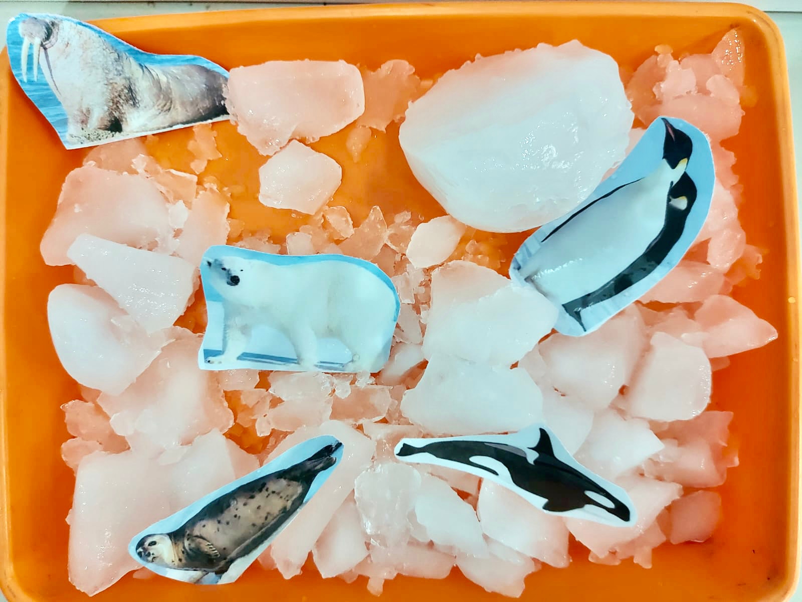 Early Years 1 - English & Science : Sight Word Play and Ice Melting ...